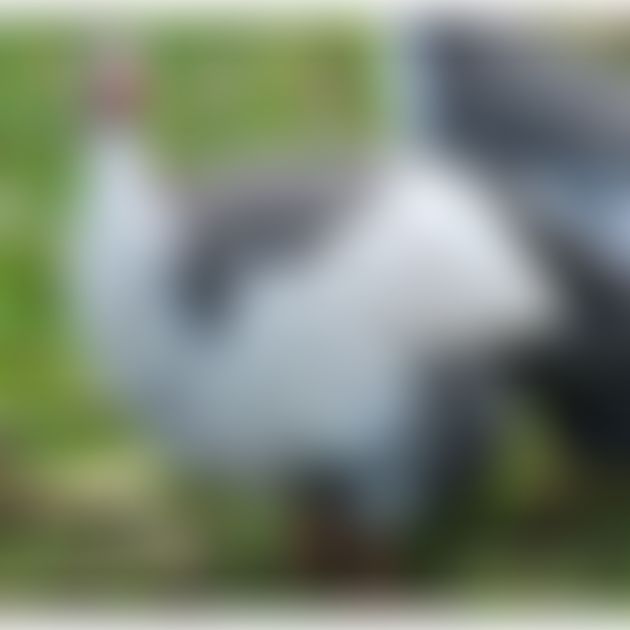 Guinea Pied St. Run Livestock at Buchheit Stores - Buy Guinea Pied St ...
